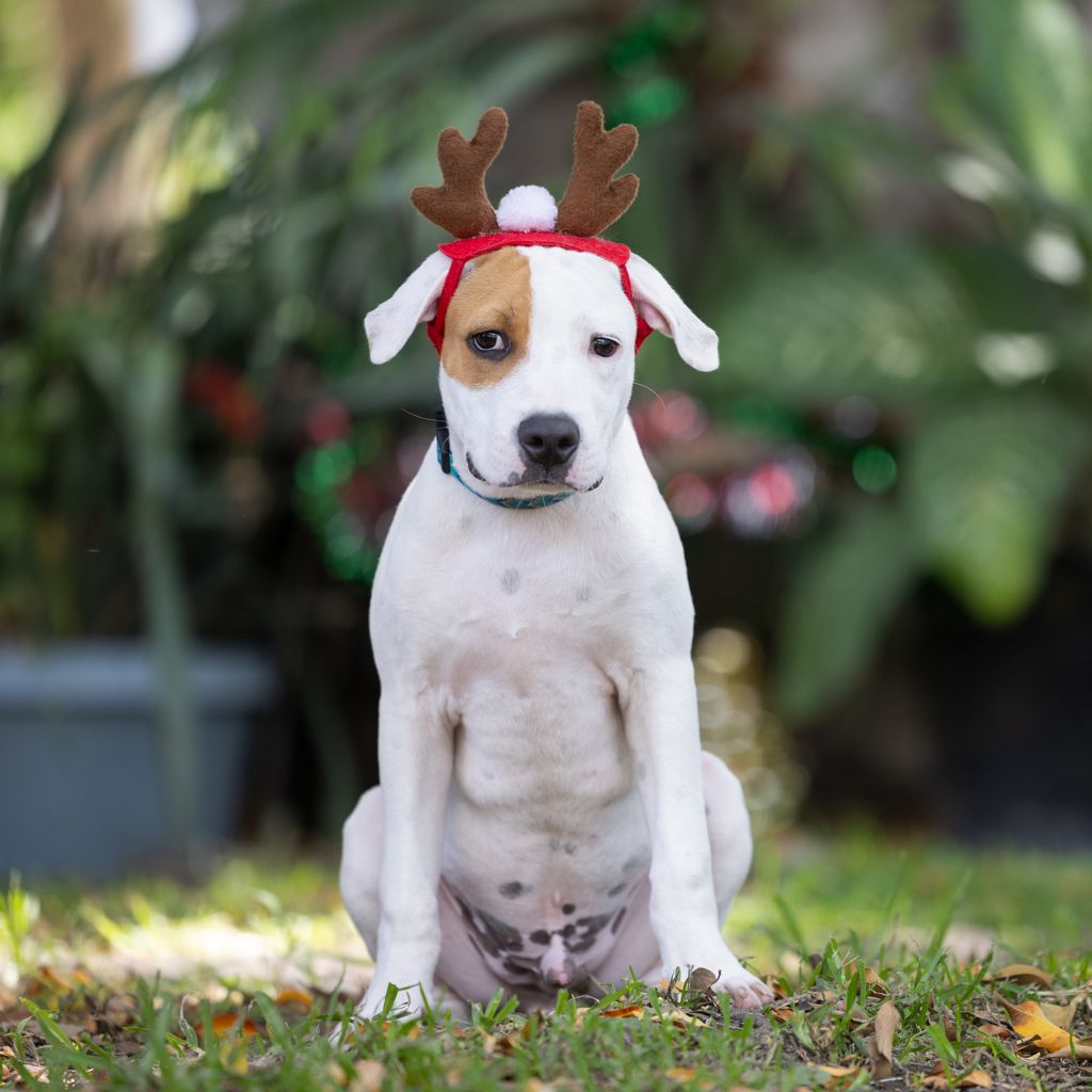 Sunny (previously Matey) | AWLQ