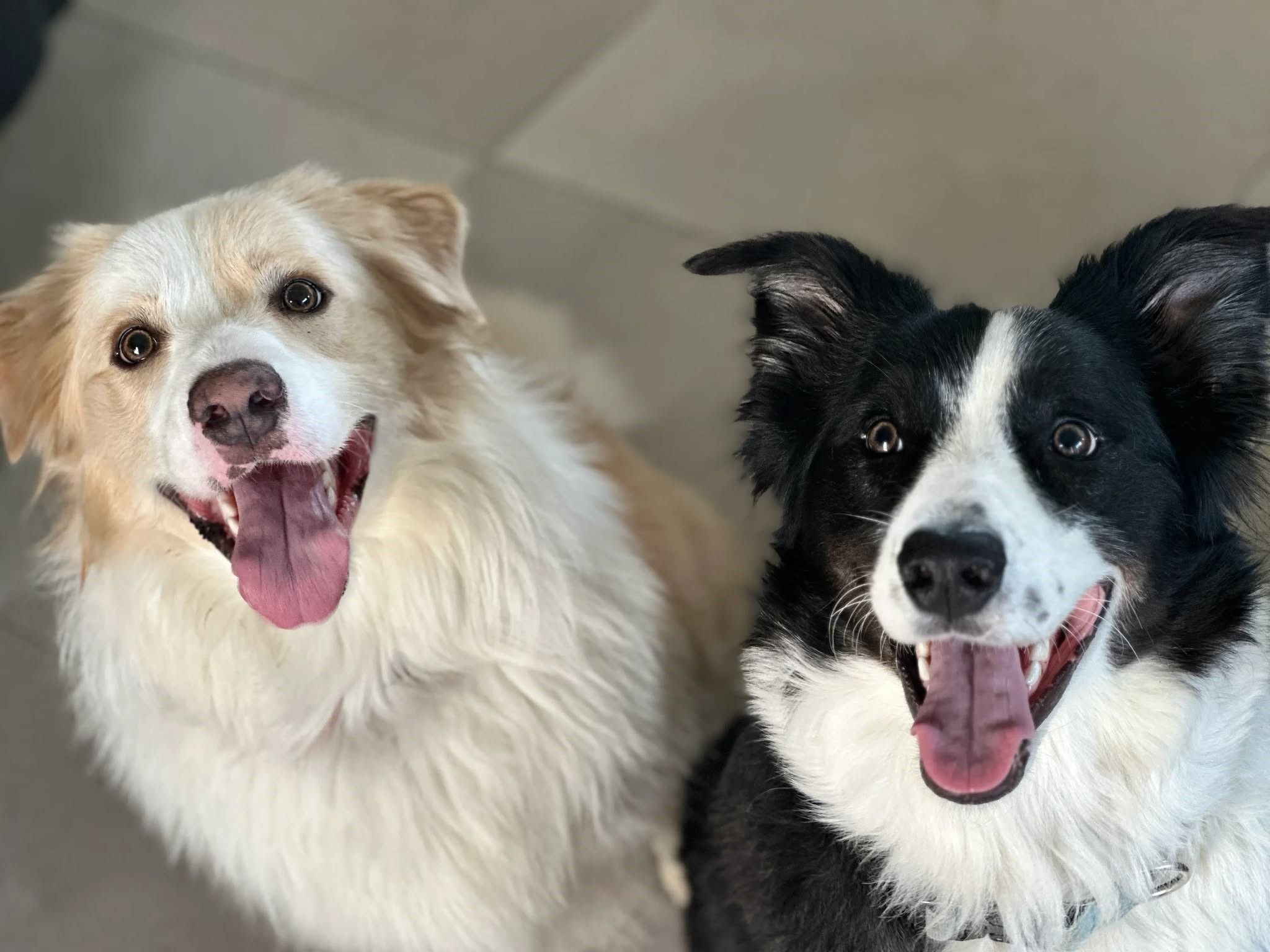 Happy Tails - adoption stories | AWLQ