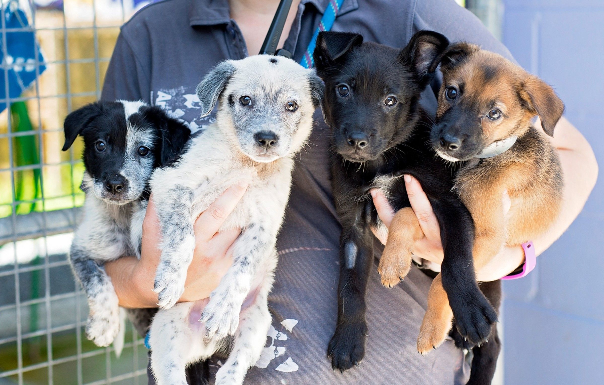 REDUCTION IN ANIMAL RECLAIMS | AWLQ