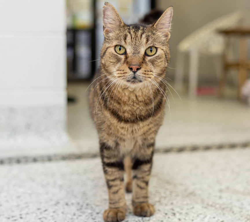 FERAL CAT THREAT ABATEMENT PLAN | AWLQ